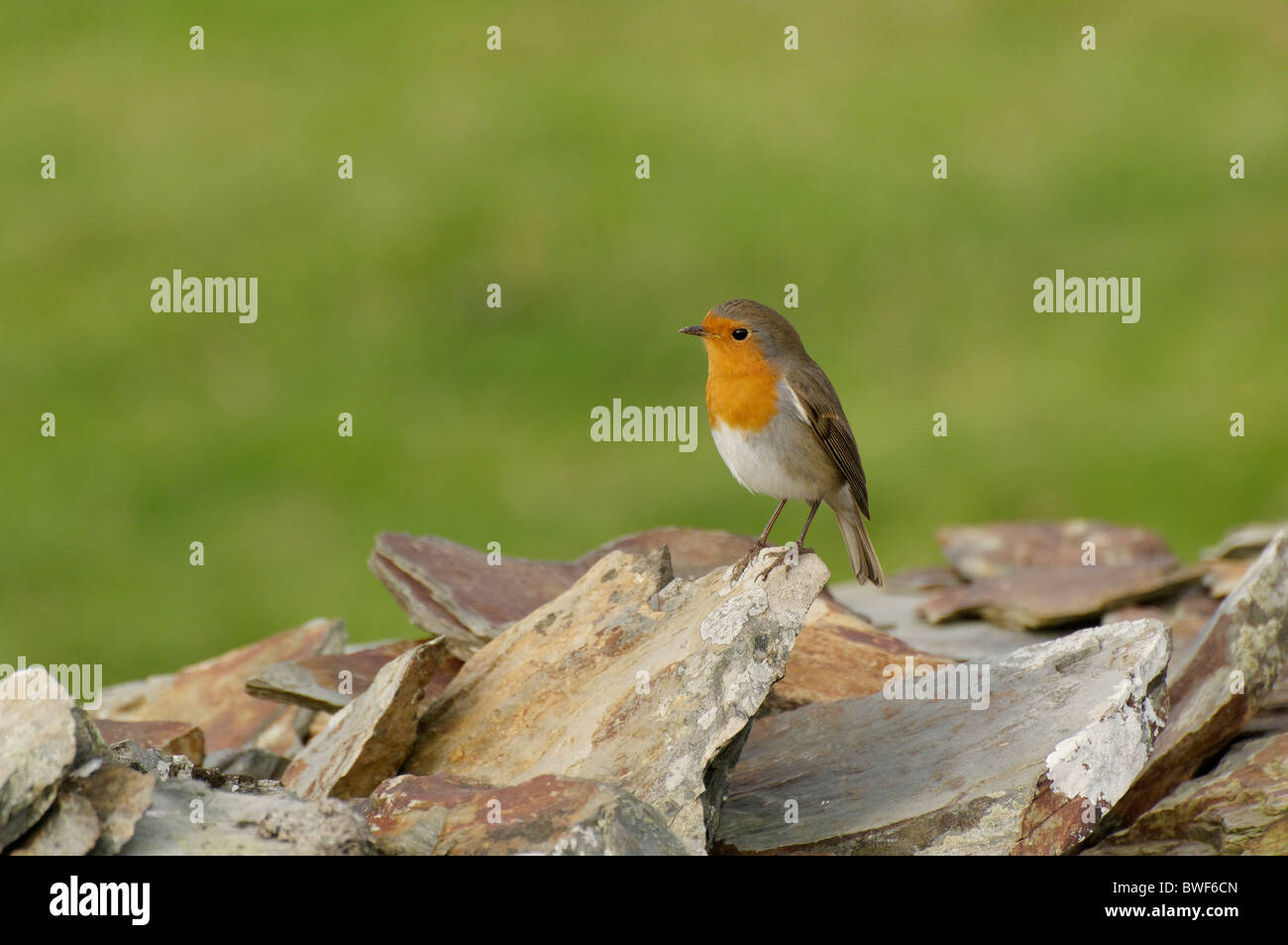 Robin sur un tas de terre Banque de photographies et d’images à haute ...