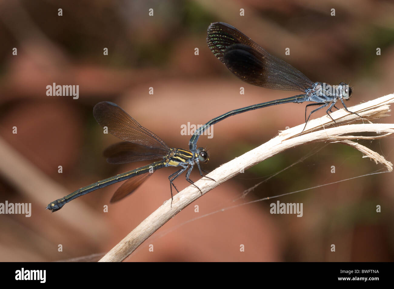 Accouplement des demoiselles Banque de photographies et d’images à ...
