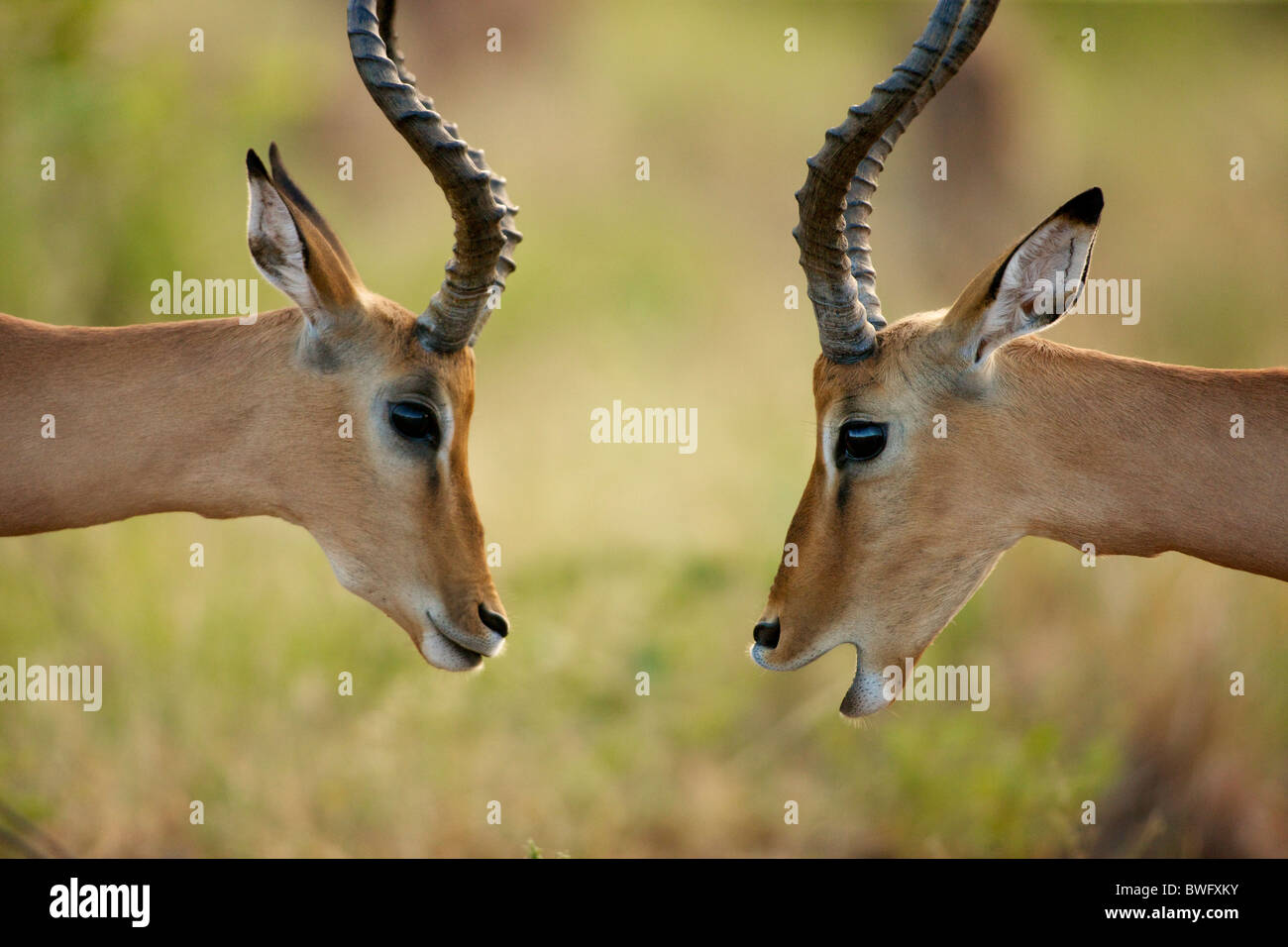 Else krüger Banque de photographies et d’images à haute résolution - Alamy