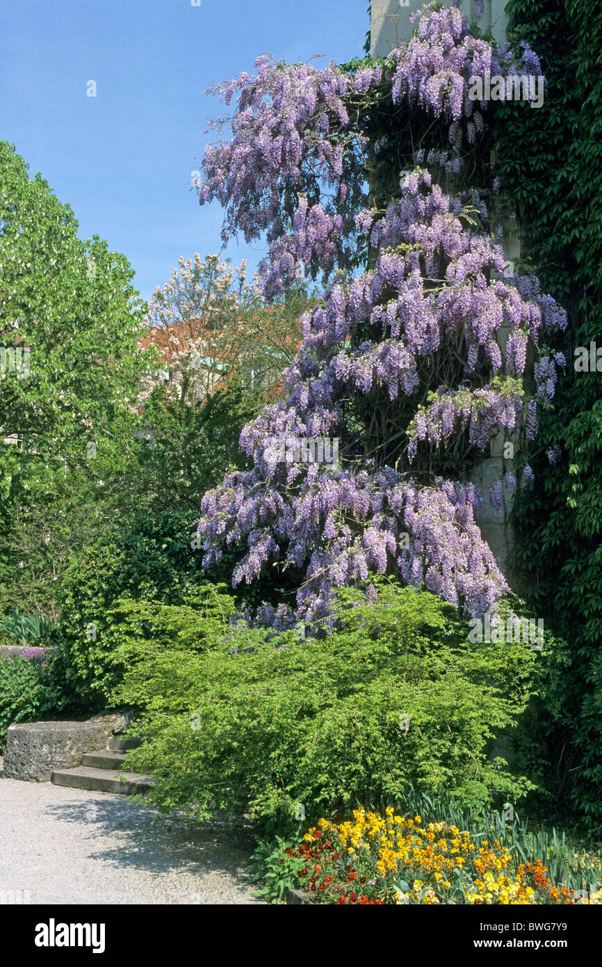 Glycine de Chine (Wisteria sinensis), plante en grimpant sur une maison ...