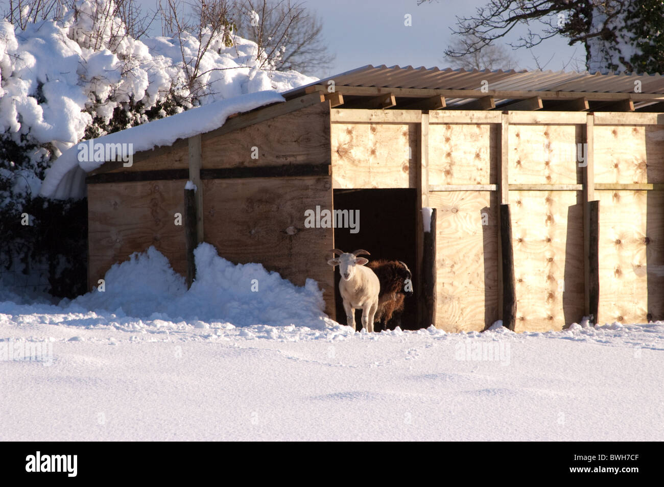 Mouton debout dans la porte d'un abri en bois sur un terrain couvert de ...