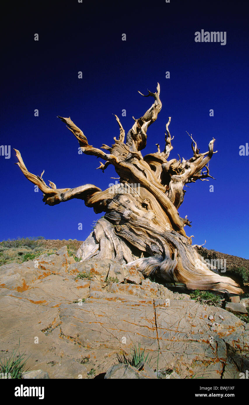 Vieux pin pin Pinus longaeva mâchoire Britlecone ancienne forêt de pins ...