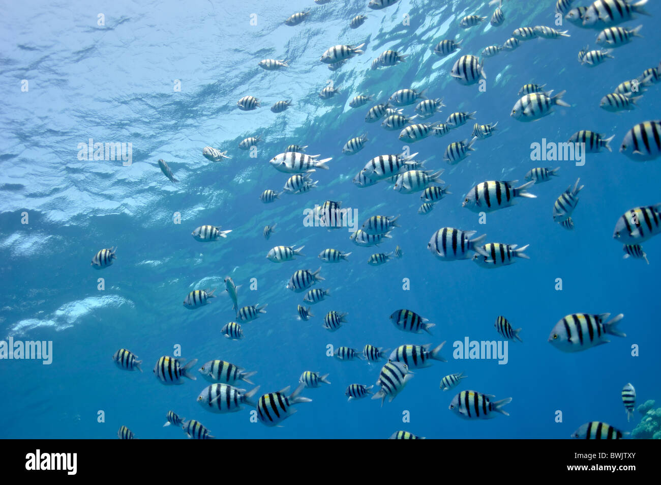 Poissons de la mer rouge Banque de photographies et d’images à haute ...