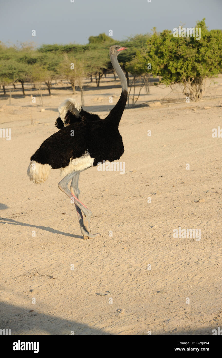 Autruche qui courent Banque de photographies et d’images à haute ...