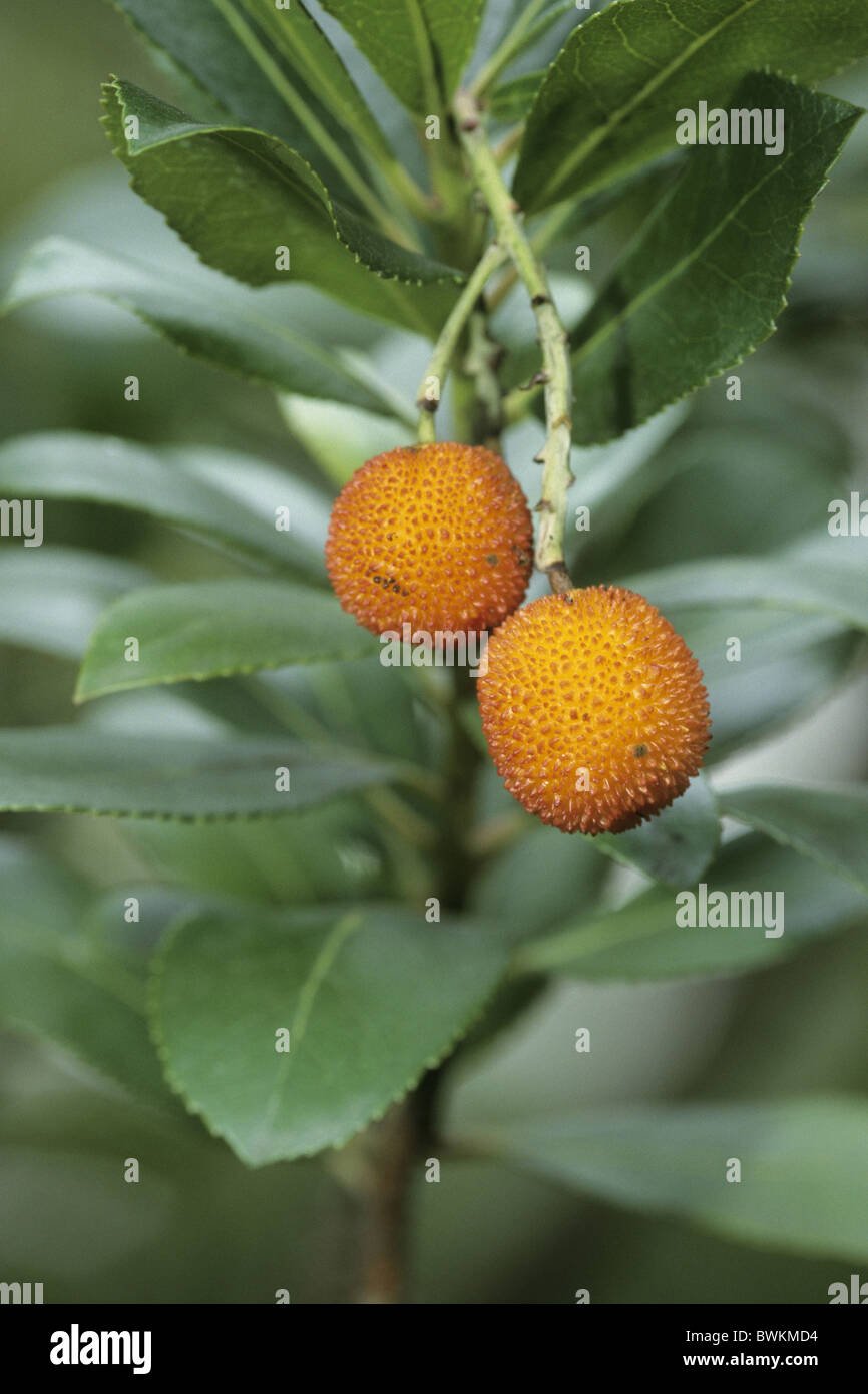 L'arbousier (Arbutus unedo), des rameaux avec des fruits Photo Stock ...