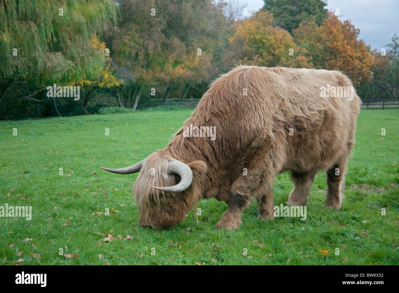 Alimentation des vaches des highlands Banque de photographies et d ...