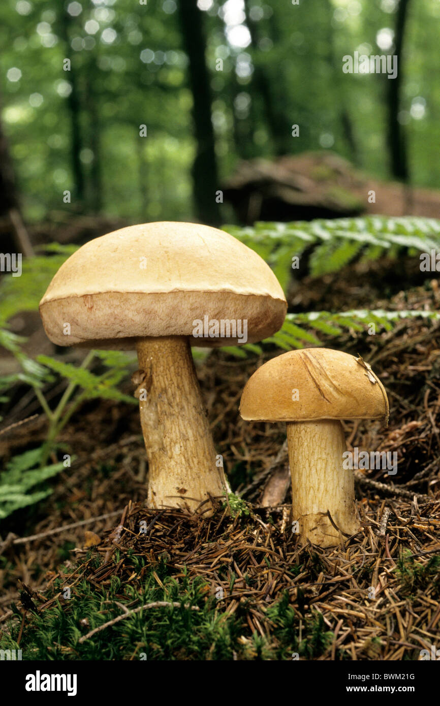 Bolet amer Banque de photographies et d’images à haute résolution - Alamy