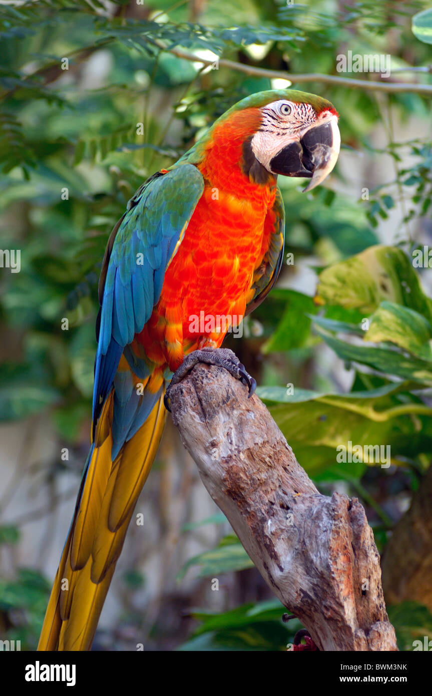 Ara rouge Ara macao Parrot Bird Gallery Inn Hotel Old San Juan, Puerto ...