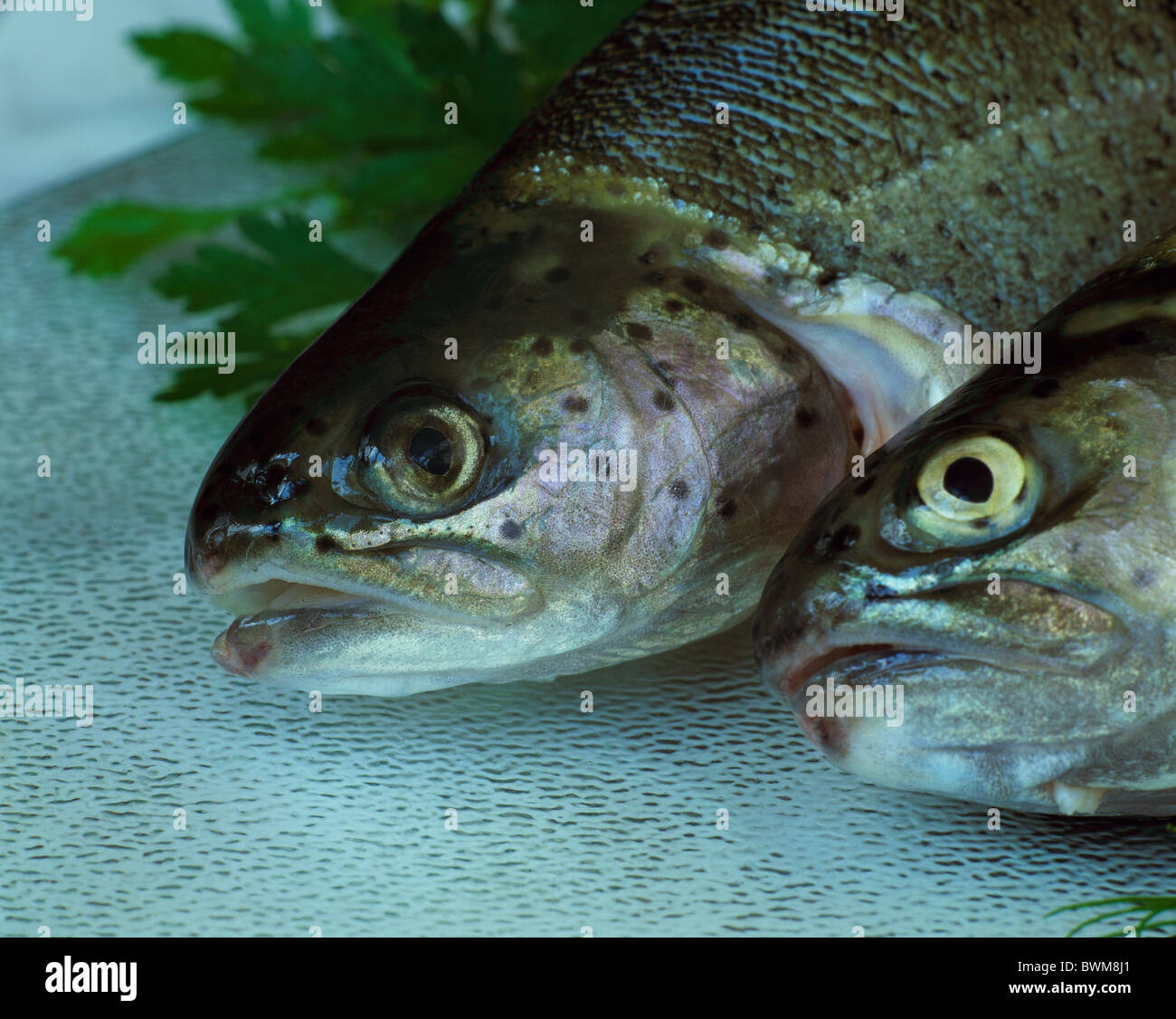 La truite truites poissons Poissons d'eau douce poisson alimentaire ...