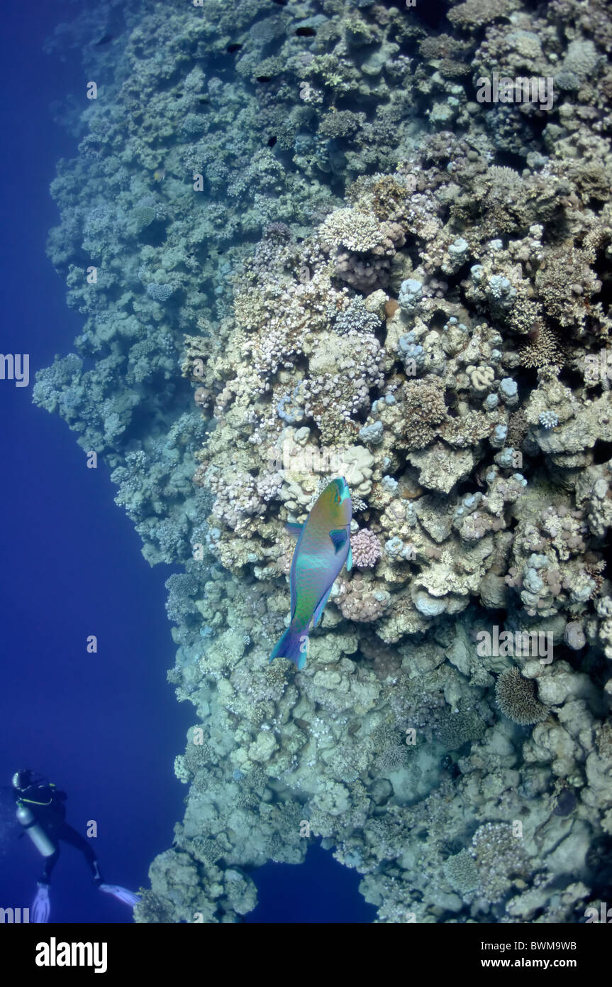 Banc de poissons perroquets nageant sous l'eau Banque de photographies ...
