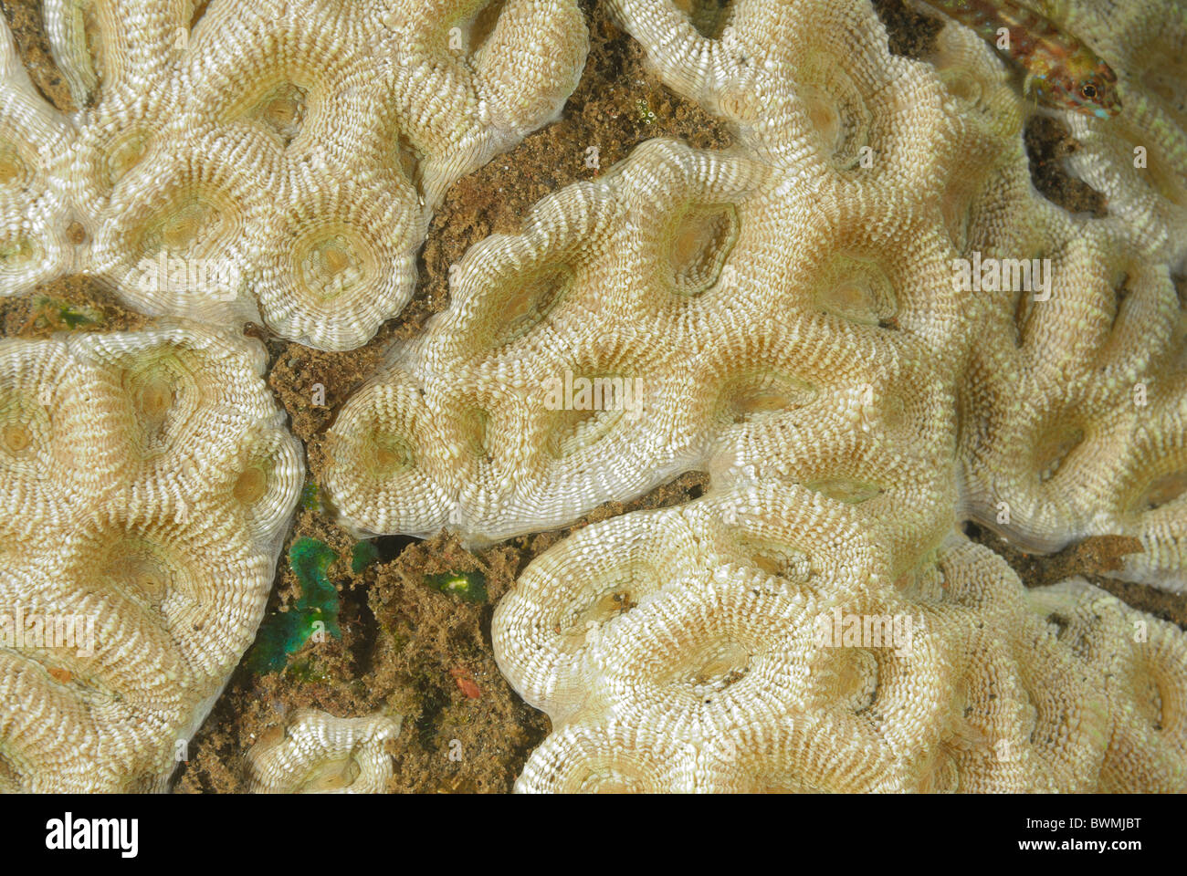 Favia coral Banque de photographies et d’images à haute résolution - Alamy