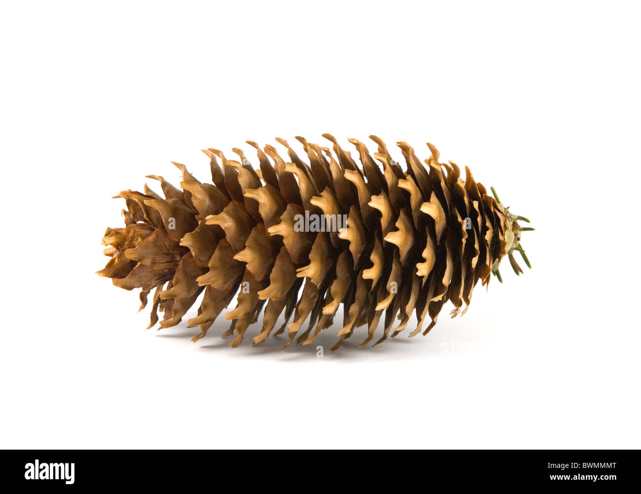 Pin singe Banque de photographies et d’images à haute résolution - Alamy