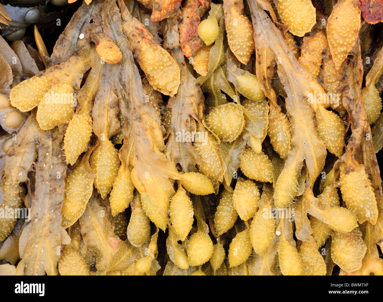 Spiral wrack fucus spiralis Banque de photographies et d’images à haute ...
