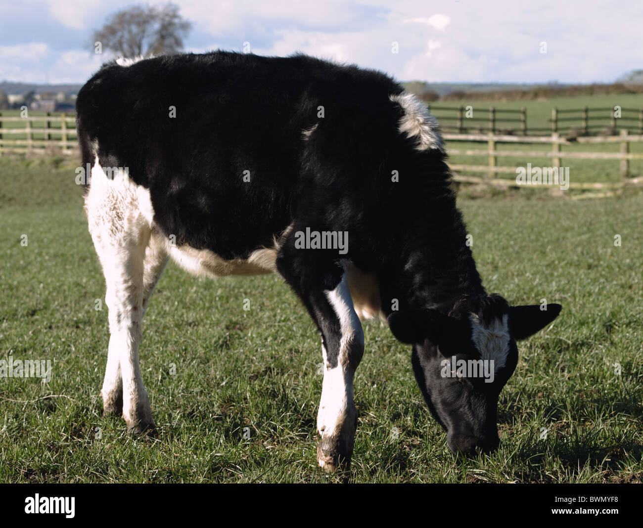 Vache mangeant de l'herbe Banque de photographies et d’images à haute ...