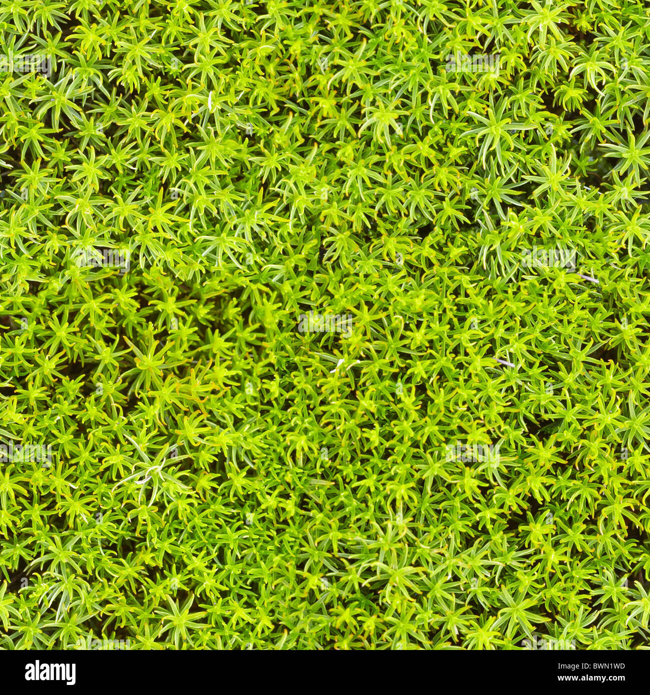 Seamless texture - la végétation du marais - Vert mousse Photo Stock ...