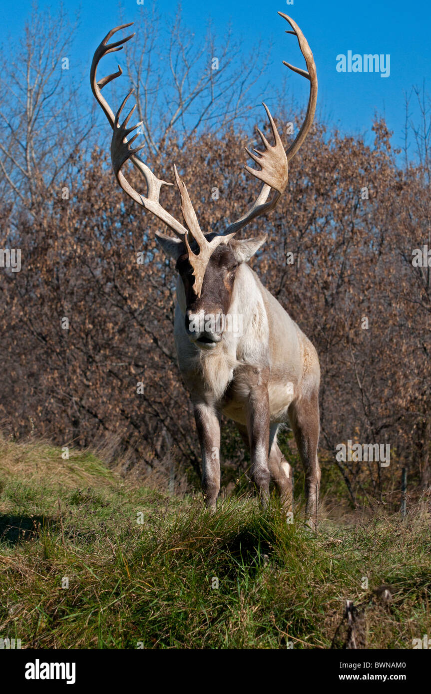 Tarandus caribou Banque de photographies et d’images à haute résolution ...
