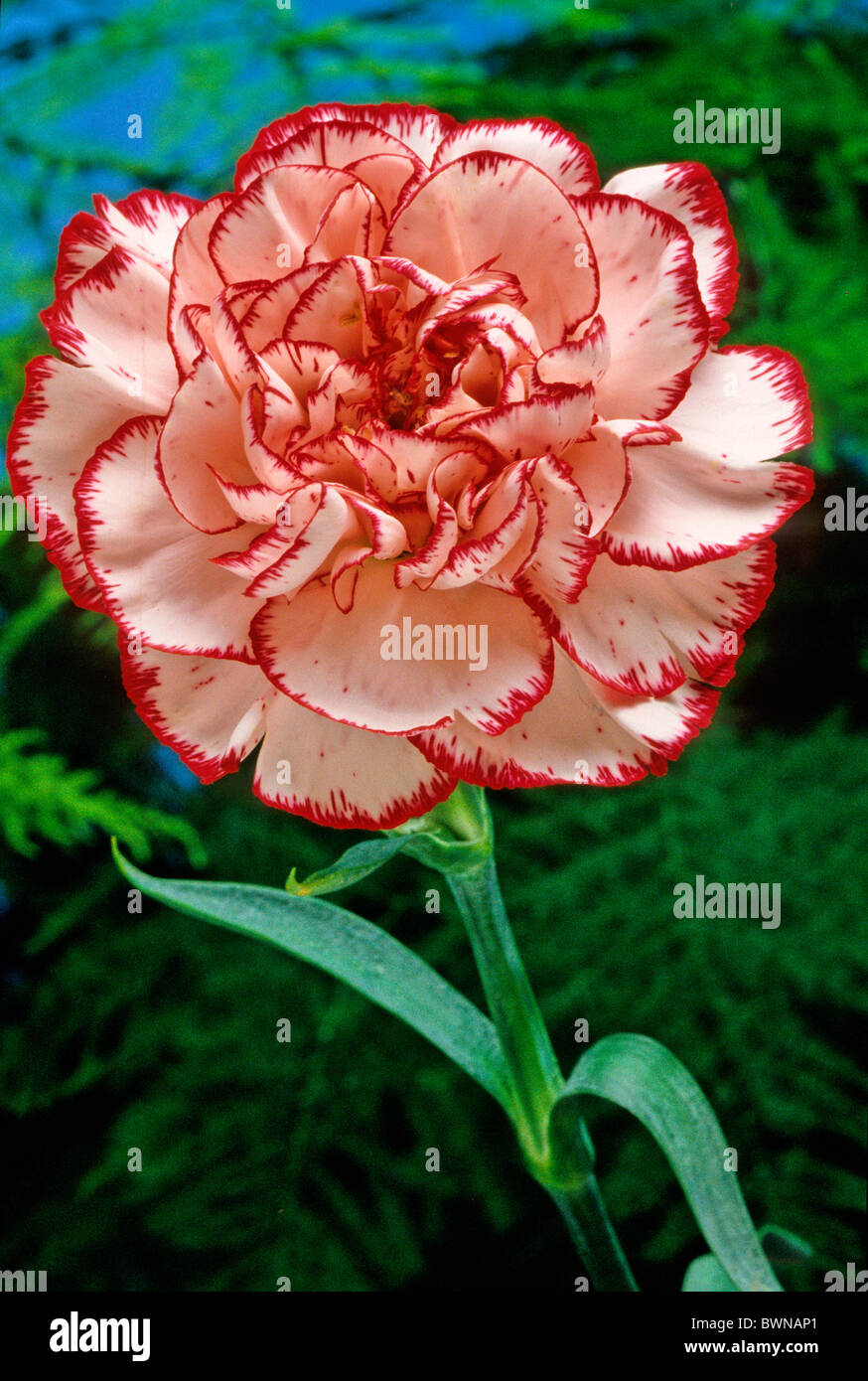 Dianthus caryophyllus clove pink flowers Banque de photographies et d ...