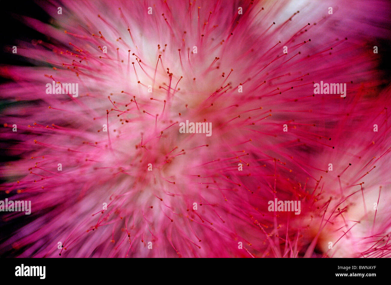 Arbre rata en fleur metrosideros umbellata Banque de photographies et d ...