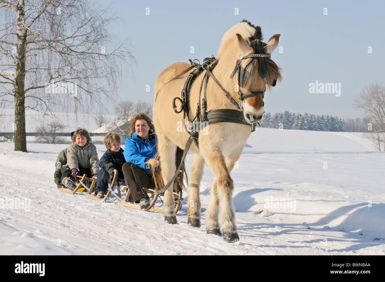 Mère avec fils en carriole tirée par un cheval norvégien Photo Stock ...