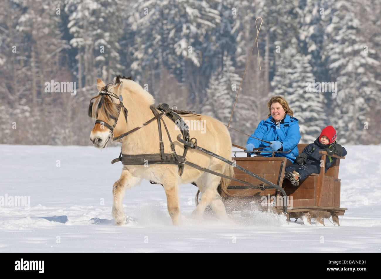Mère et fils dans un traîneau tiré par un cheval norvégien Photo Stock ...