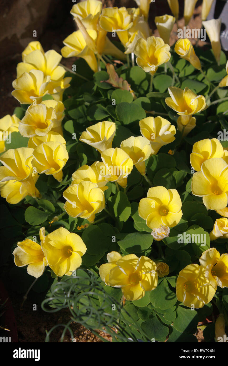 Oxalis lobata Banque de photographies et d’images à haute résolution ...