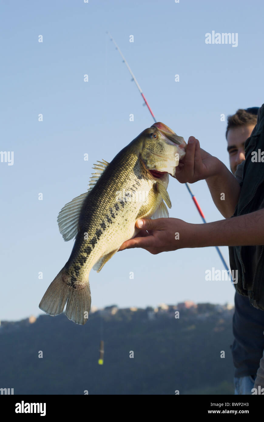 L'Achigan à grande bouche (Micropterus salmoides) capturé et détenu par ...