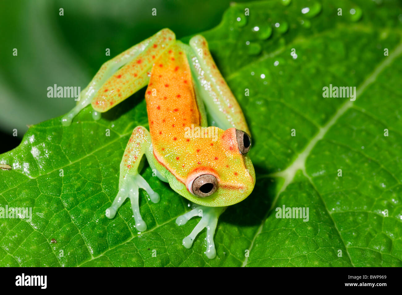 Hyla punctata Banque de photographies et d’images à haute résolution ...