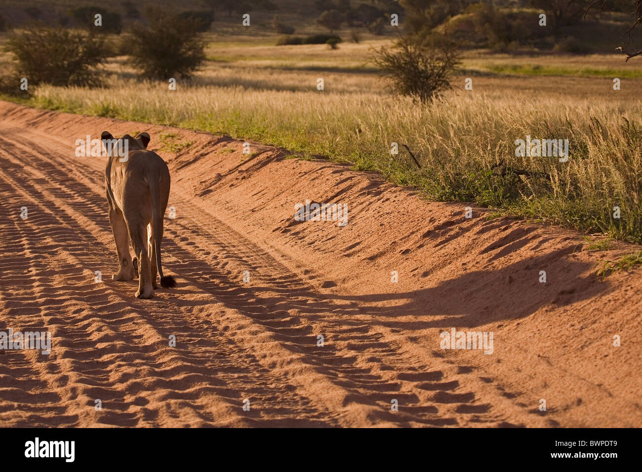 Lionne marche sur chemin de sable dans le désert du Kalahari, le parc ...