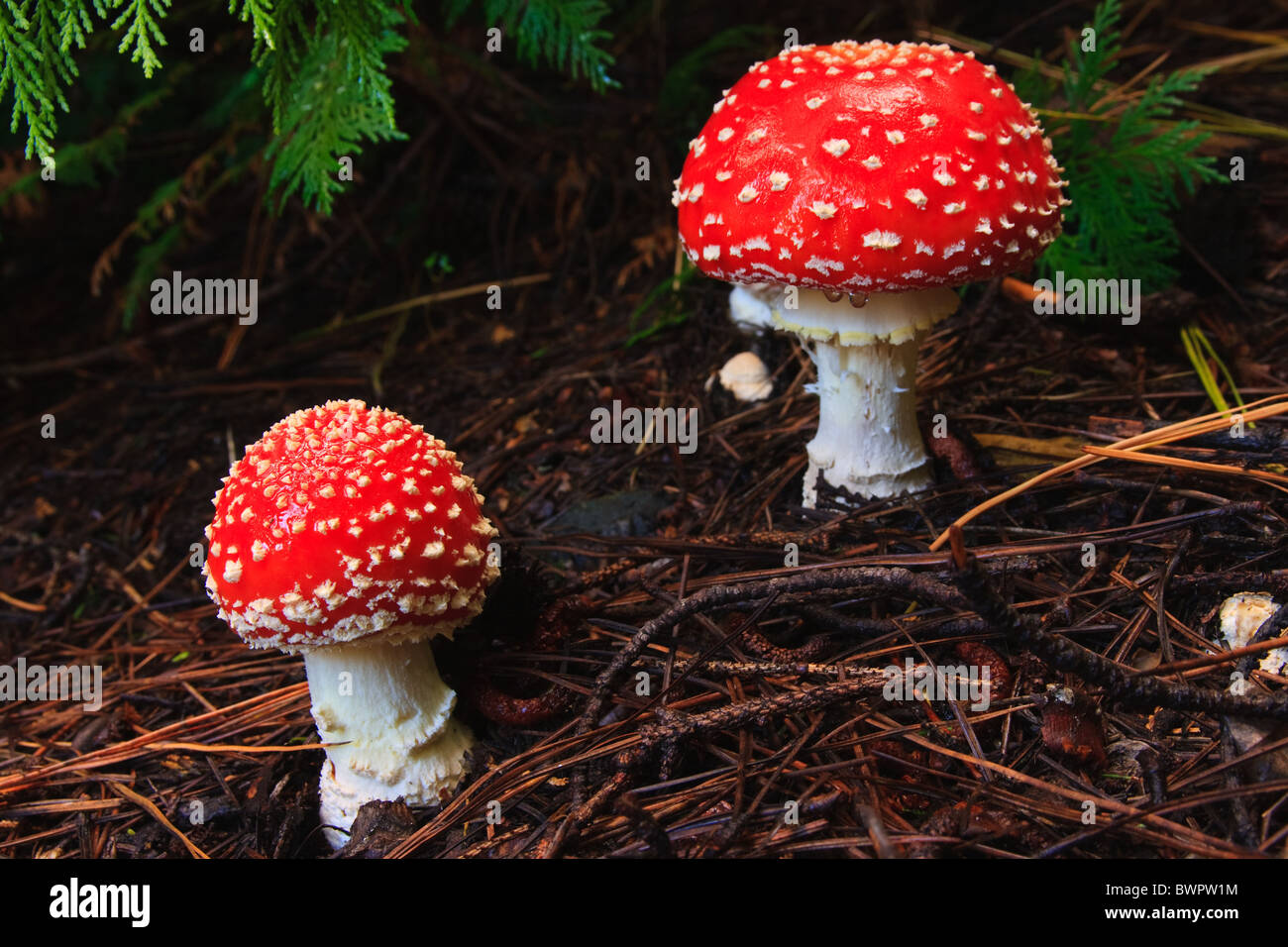 Champignon rouge Banque de photographies et d’images à haute résolution ...
