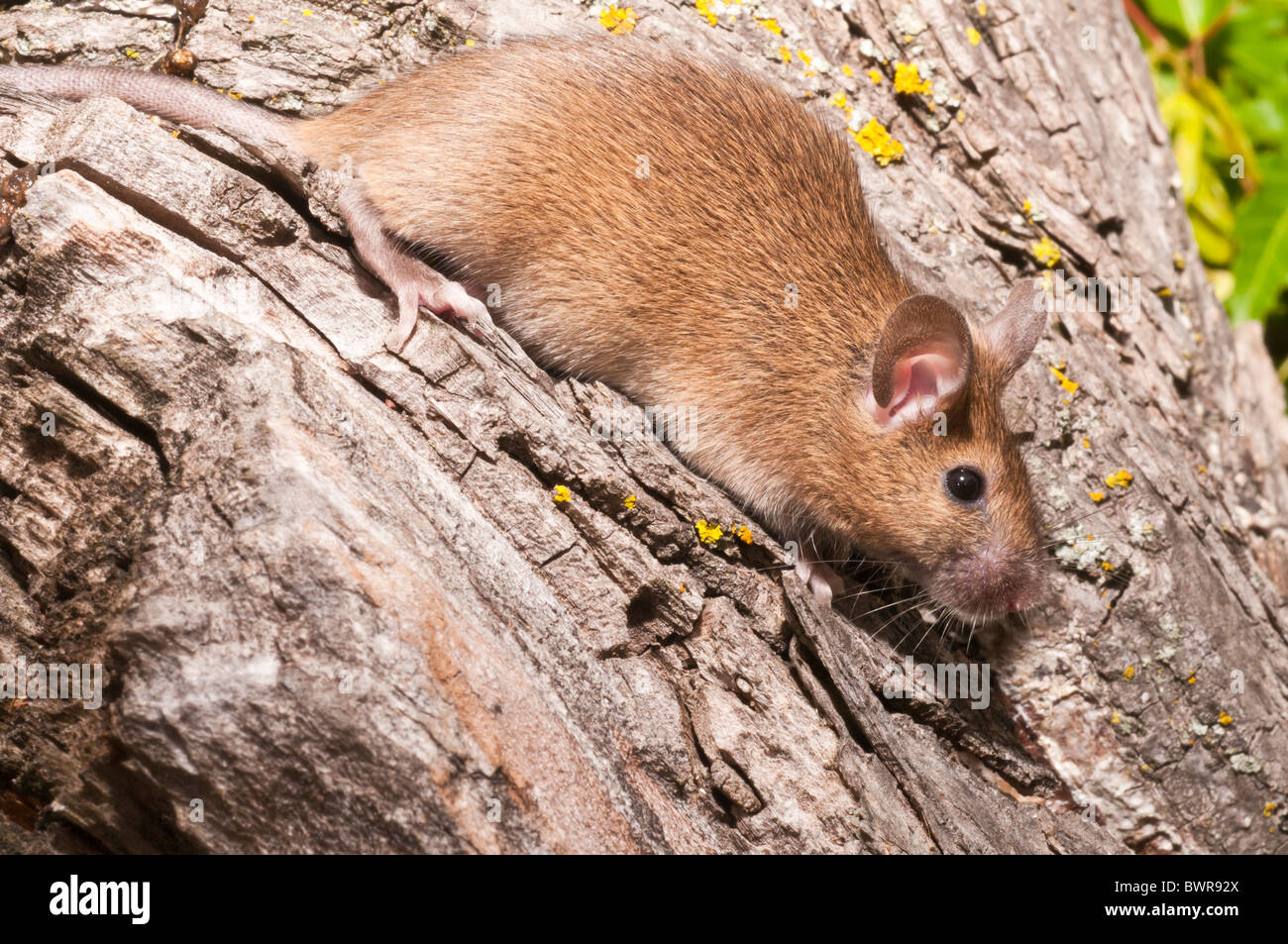Souris commune, Mus musculus domesticus, l'agouti, gammes de couleur ...