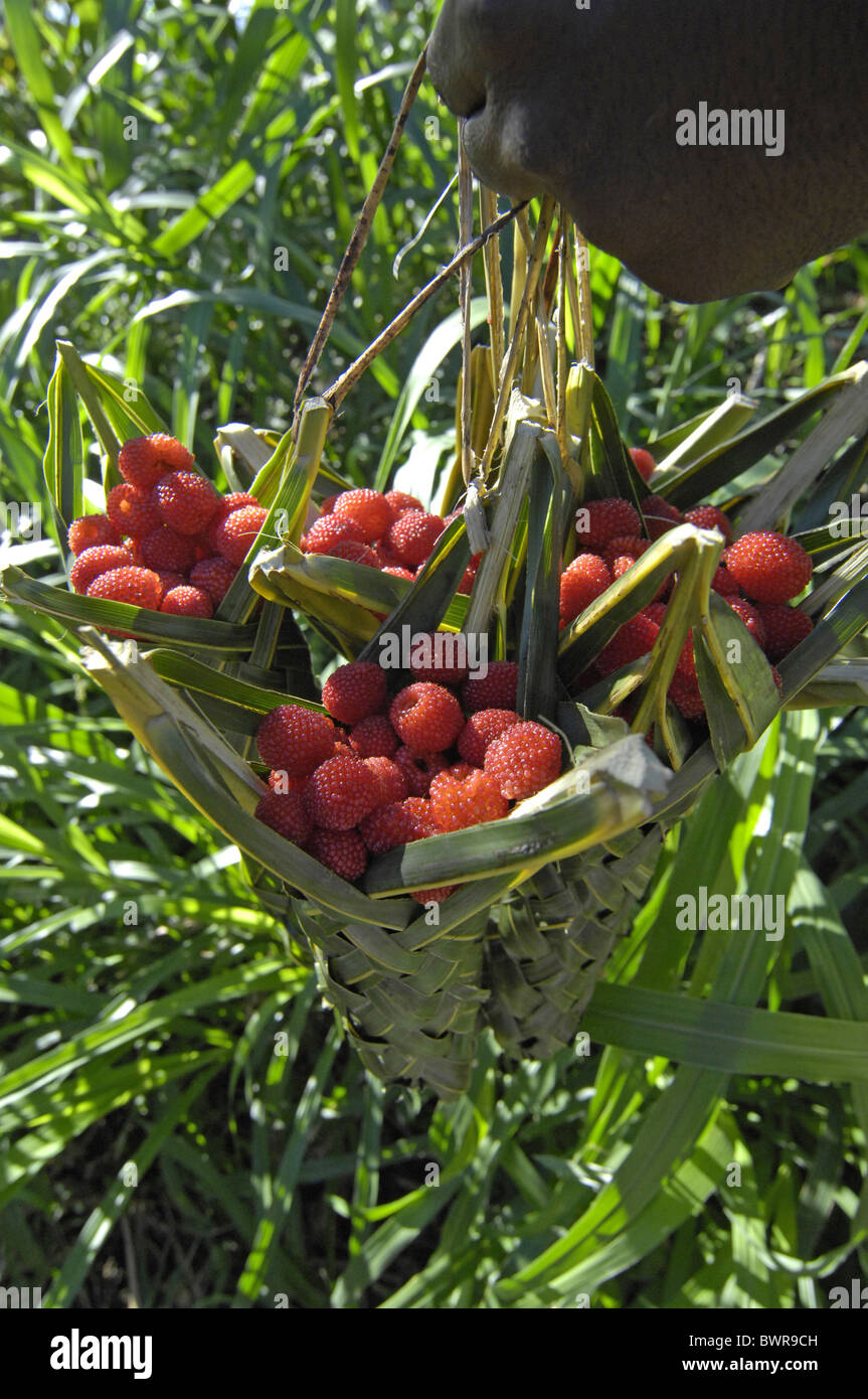 Océan Indien Comores l'île d'Anjouan fruits vendus aux framboises ...