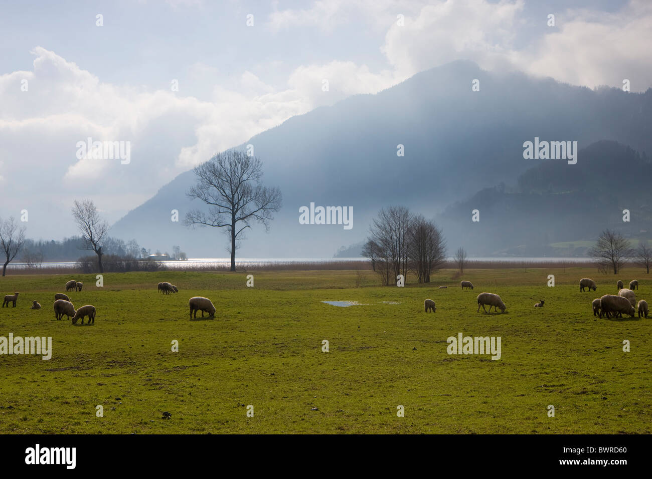 Lake lauerz Banque de photographies et d’images à haute résolution - Alamy