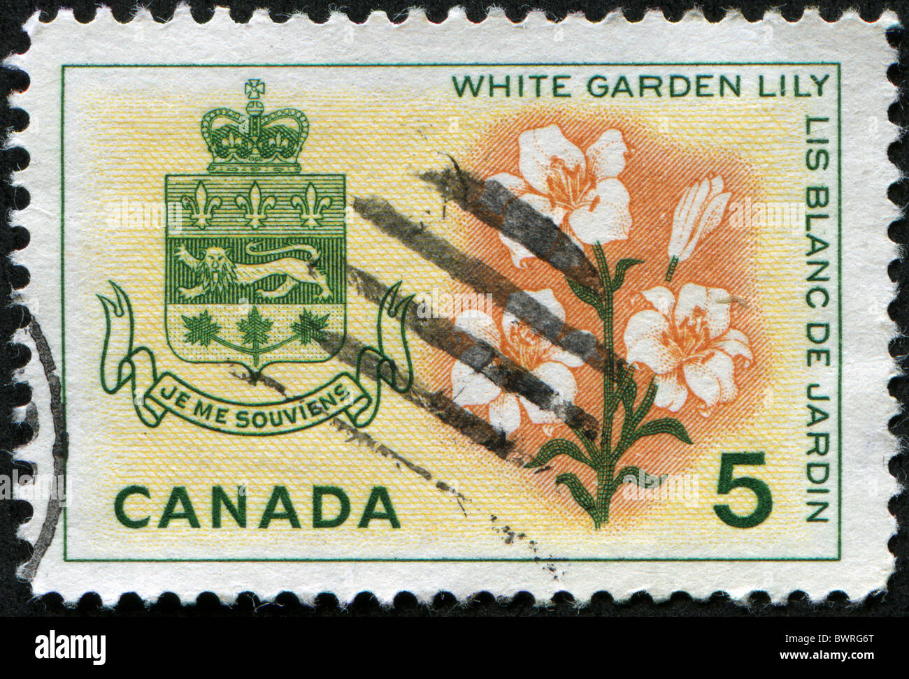 Lys du canada Banque de photographies et d’images à haute résolution ...