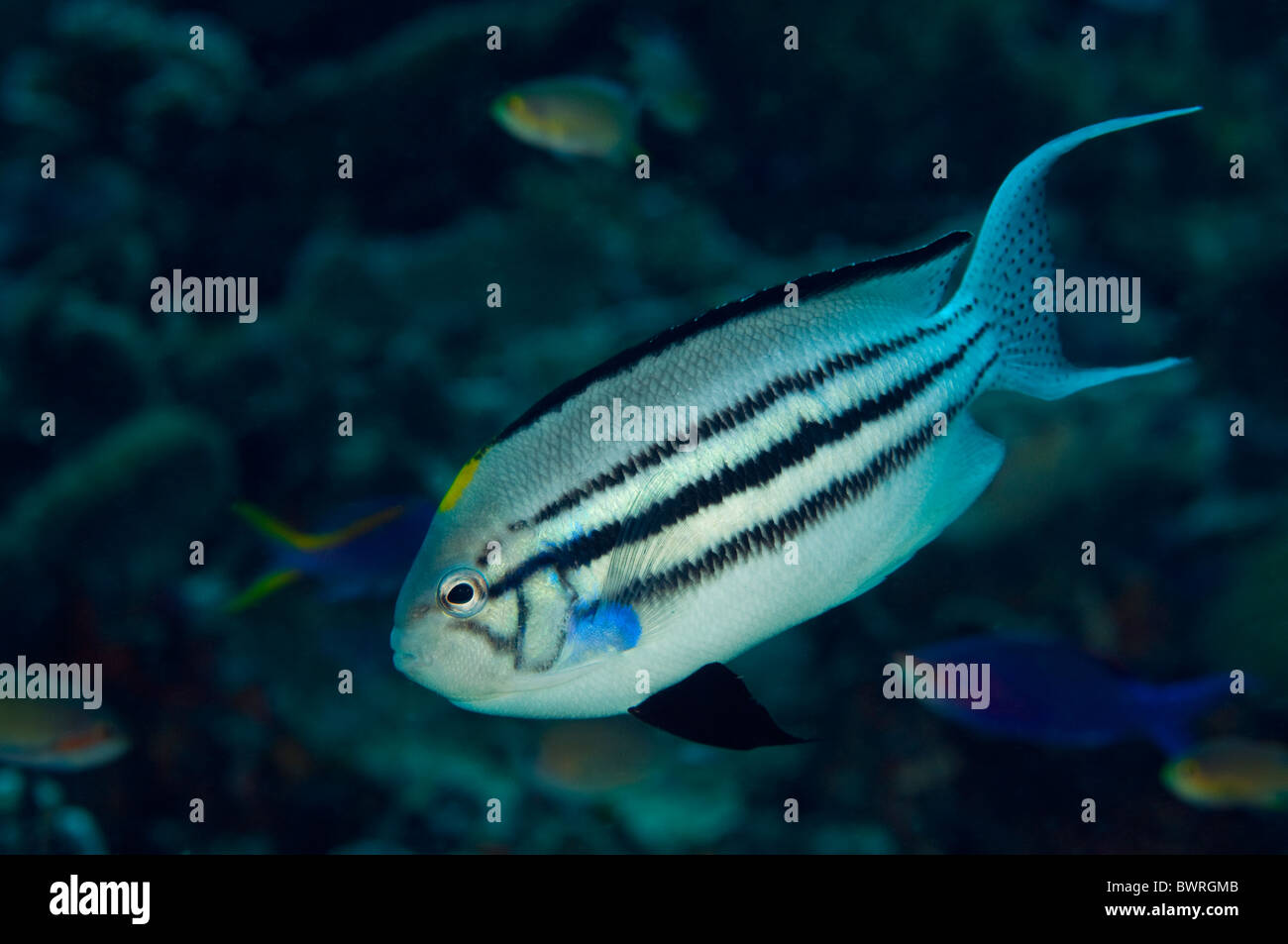 Blackstriped Genicanthus angelfish, Lamarck, Raja Ampat Indonésie Photo ...