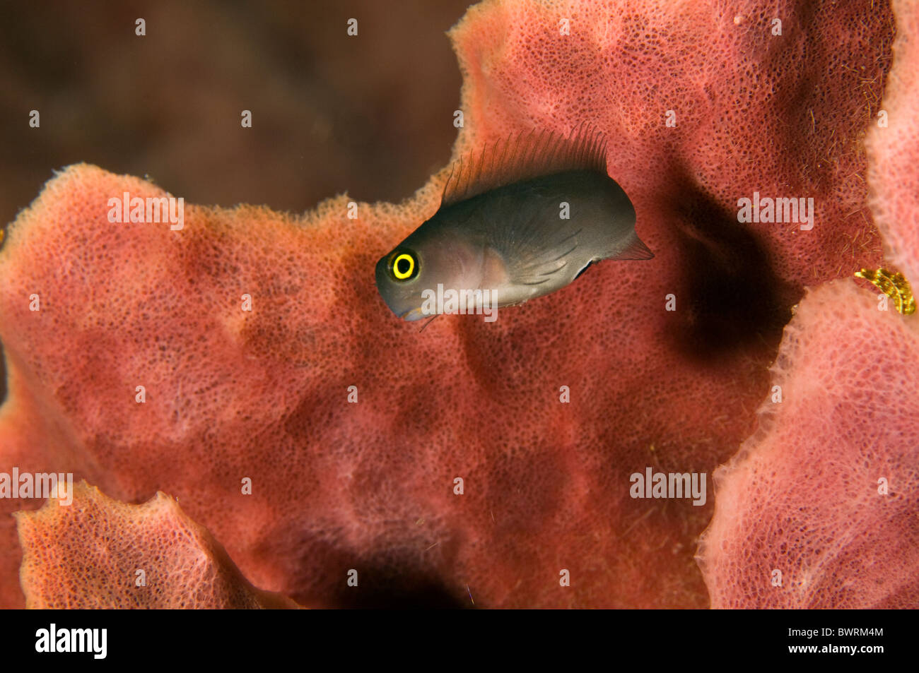 Ecsenius sp Banque de photographies et d’images à haute résolution - Alamy