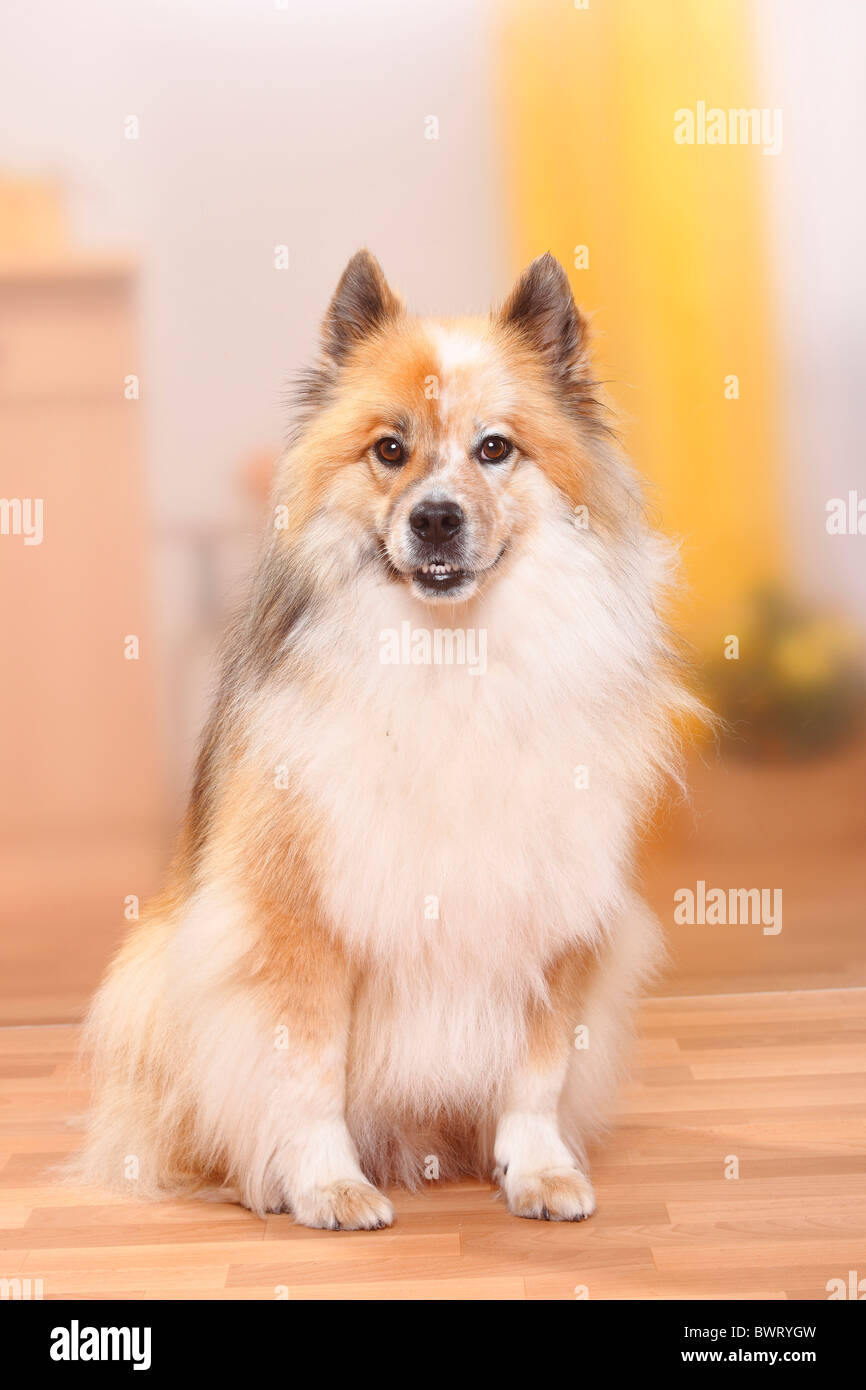 Chien elo Banque de photographies et d’images à haute résolution - Alamy