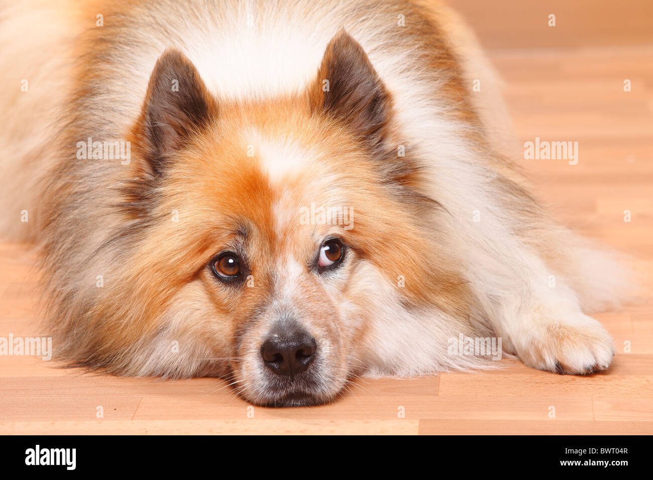 Chien elo Banque de photographies et d’images à haute résolution - Alamy