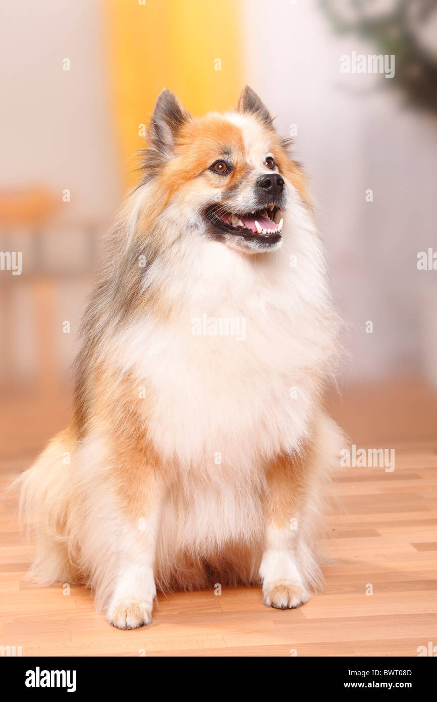 Chien elo Banque de photographies et d’images à haute résolution - Alamy
