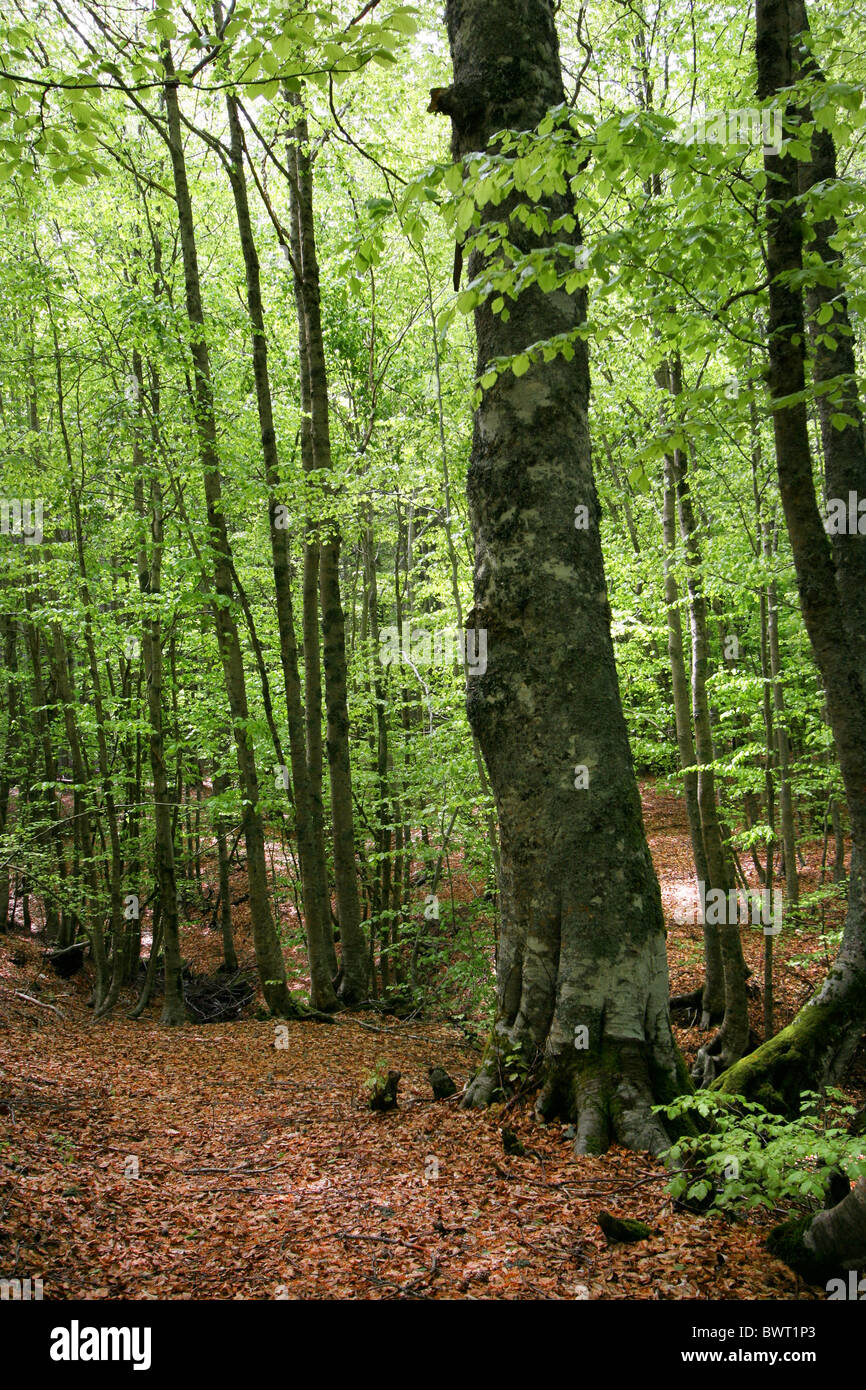 La sila forest Banque de photographies et d’images à haute résolution ...