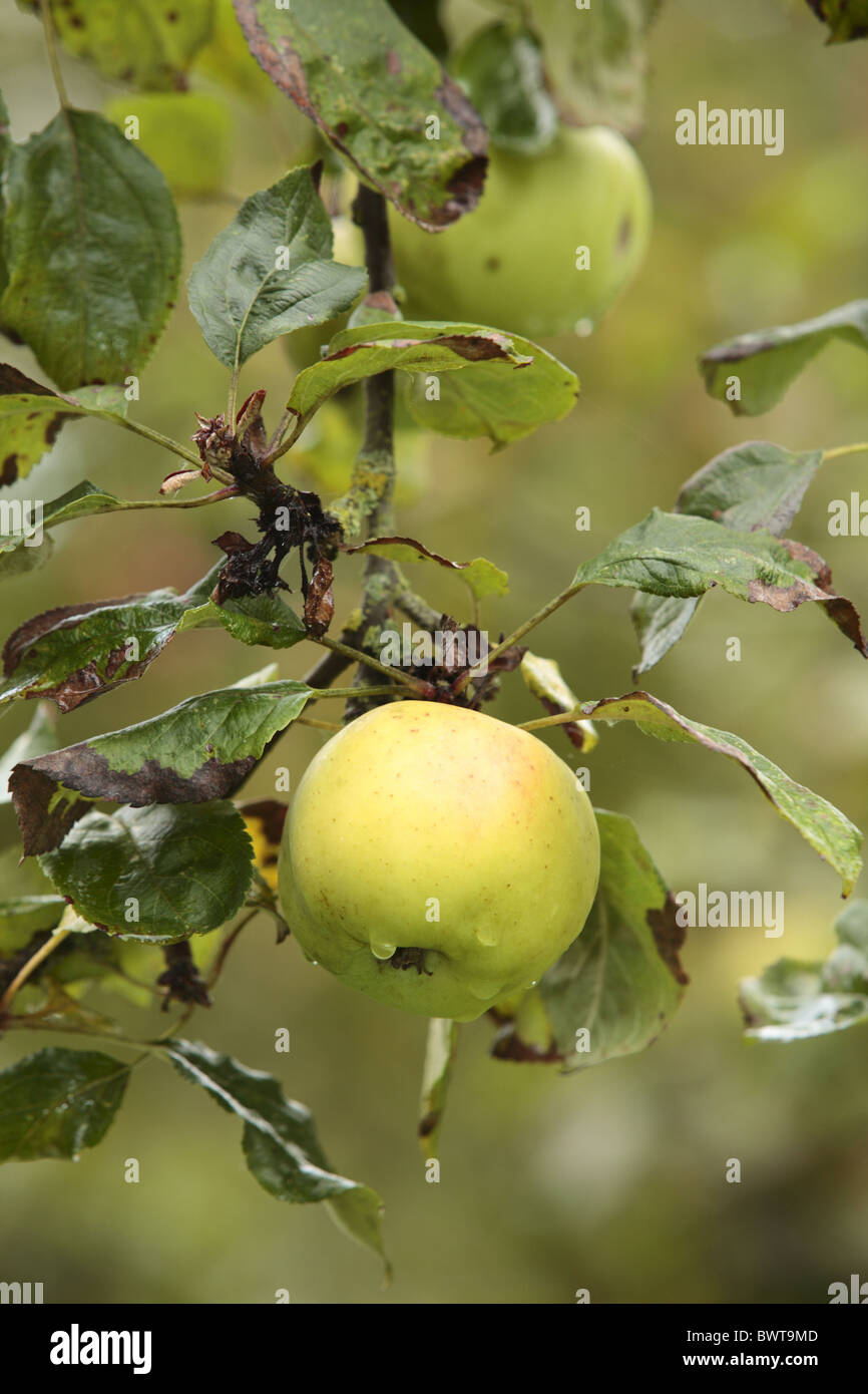 Pommier cultivé (Malus domestica) 'King's Acre Bountiful', variété ...
