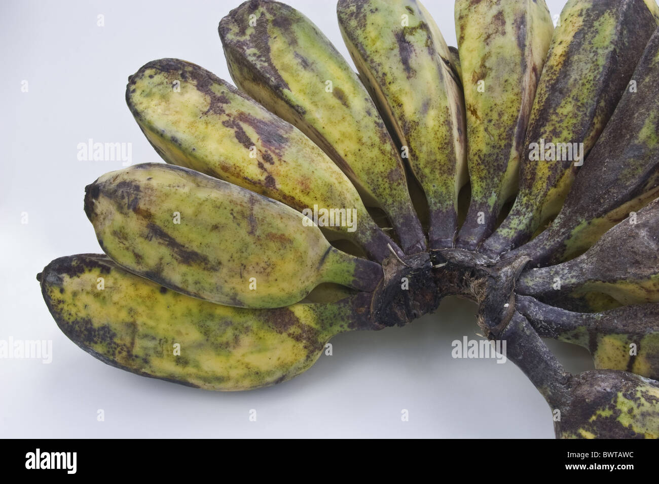 Asie Asie Groupe banana banane plantain fruits fruits mûrs Musa Saba ...