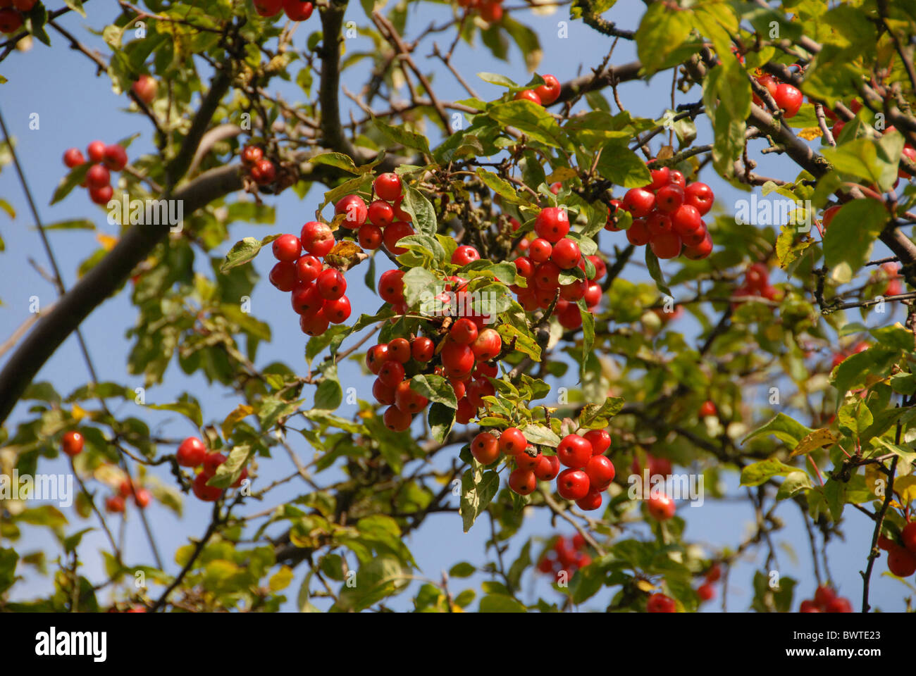 Apple tree crabe sentinelle rouge malus x robusta fruit rouge arbre ...