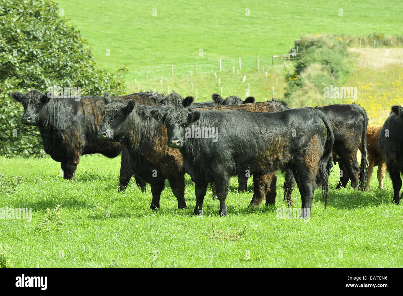 Île de Man Galloway boeuf Bovins Bovins Bovins vaches vache des bovidés ...