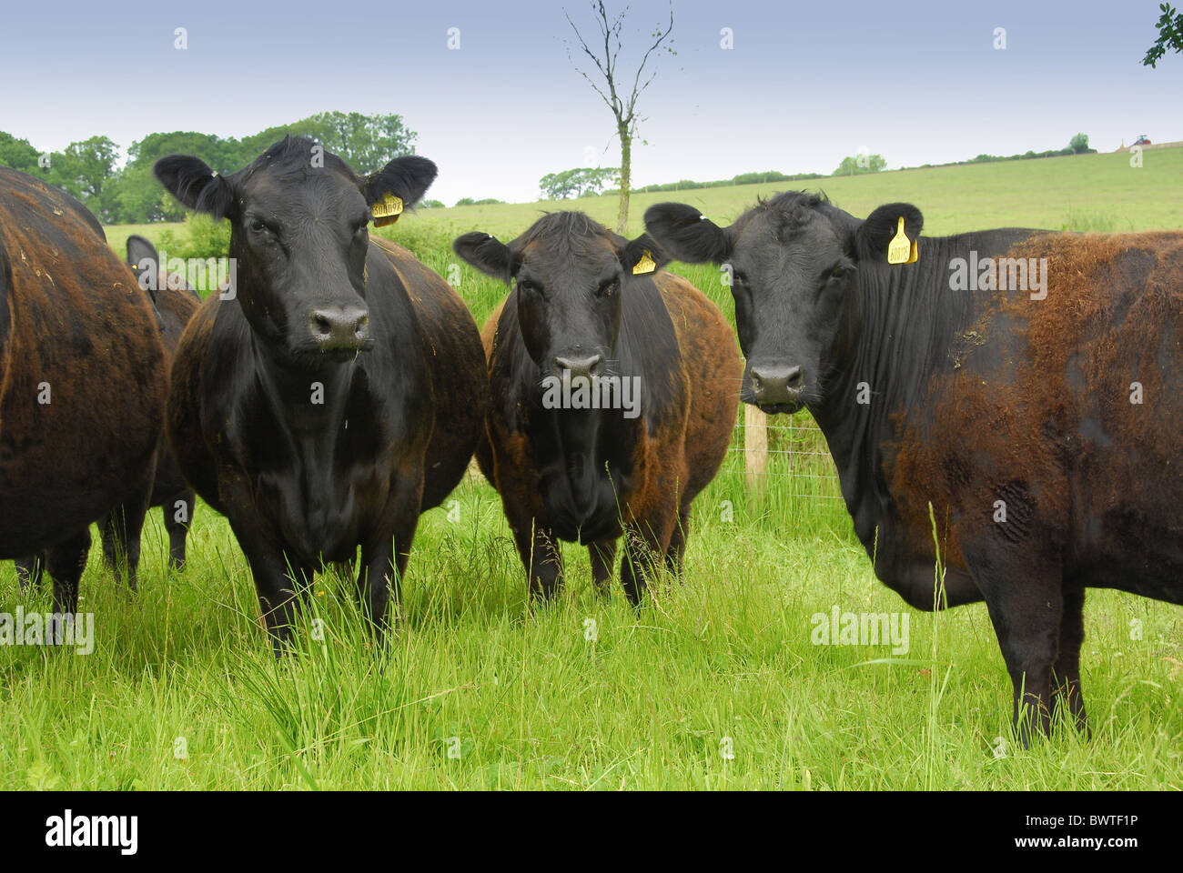 Aberdeen Angus vaches veaux Bovins Bovins vaches vache allaitante ...
