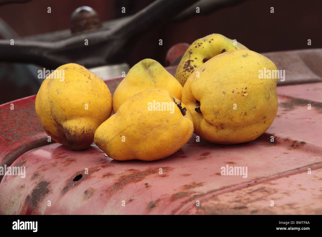 La fructification des fruits cultivés verger variétés variétés ...