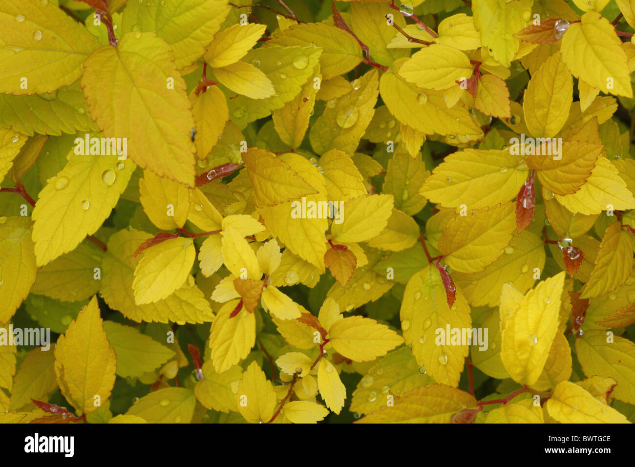 Spiraea japonica Golden Princess jardin jardinage plantes arbuste ...