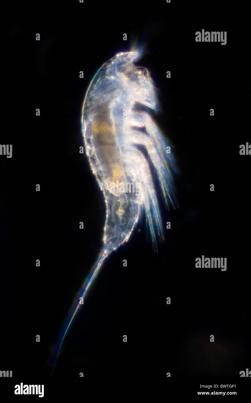 Marine crustacean Banque de photographies et d’images à haute ...