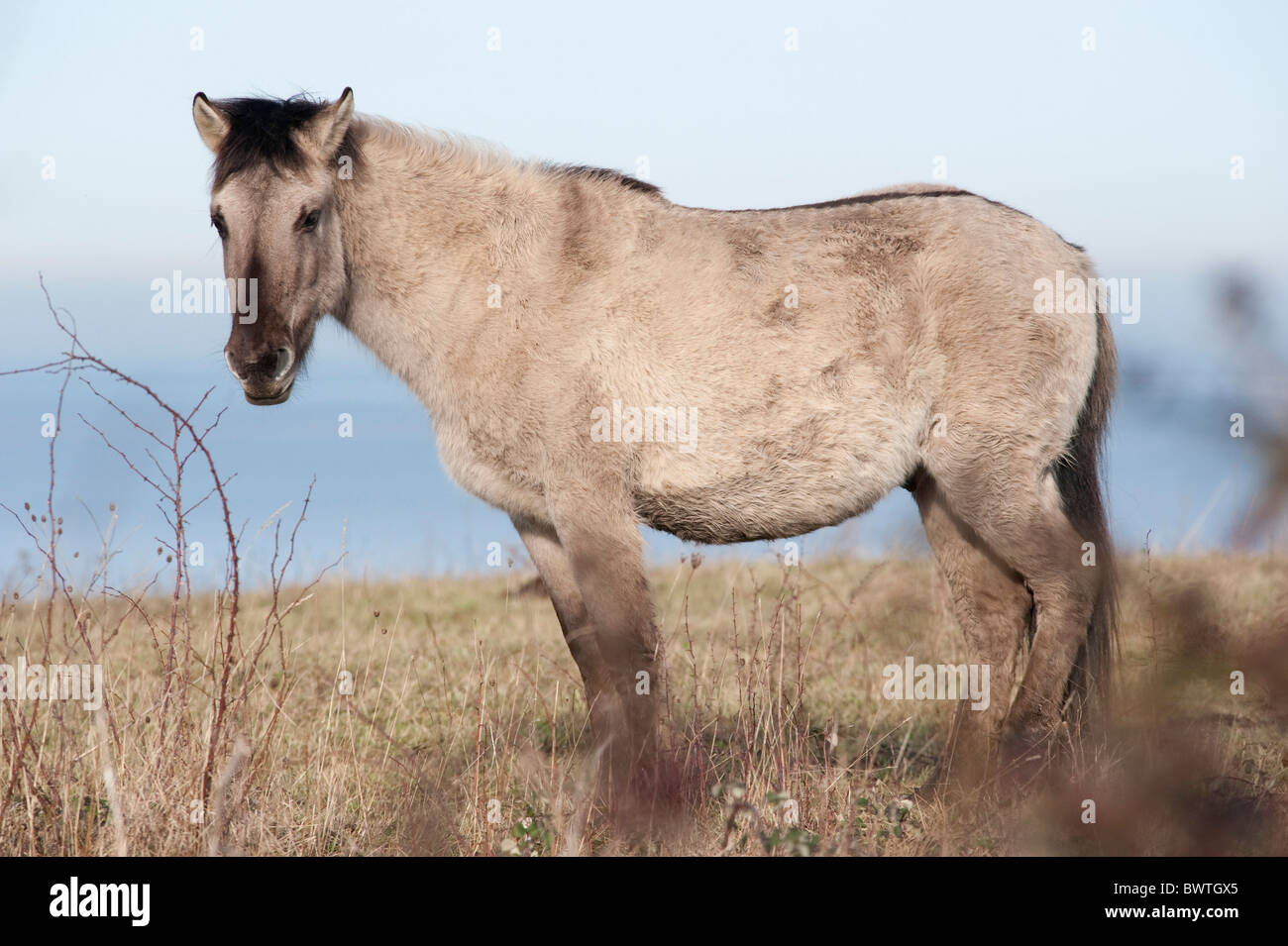 Konik horse Banque de photographies et d’images à haute résolution - Alamy