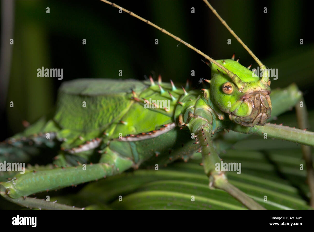 Jungle nymph stick insect Banque de photographies et d’images à haute ...