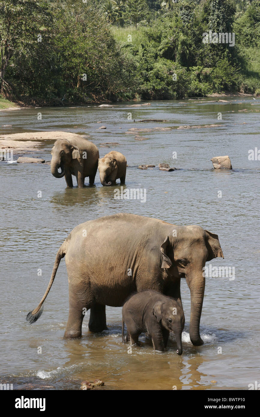 Les éléphants éléphants herbivores herbivores disparition 'indian ...